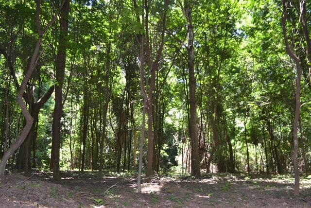 The Strad News - IPCI marks 25 years of pernambuco conservation | The Strad