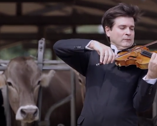 Can classical music stimulate greater milk production in cows ...