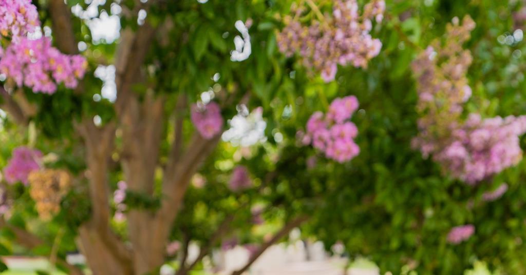 The Strad - A Brothers Amati viola to a cello called 'Ginger': more ...