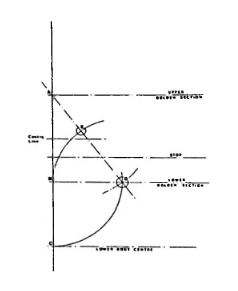 The geometry of violin outlines: Proportional representation | Premium ...